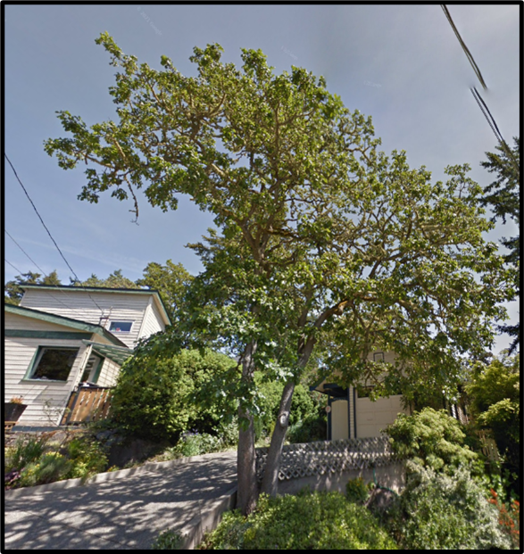 View Royal - Resident Tree Planting Program